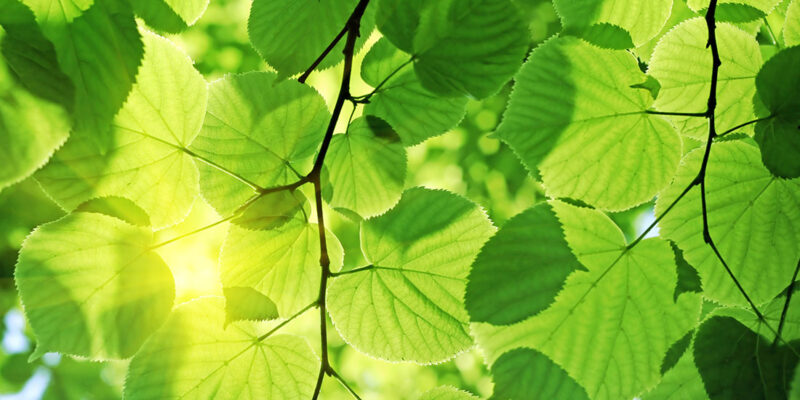 Bio-based resins on the rise - KANSAI HELIOS Group